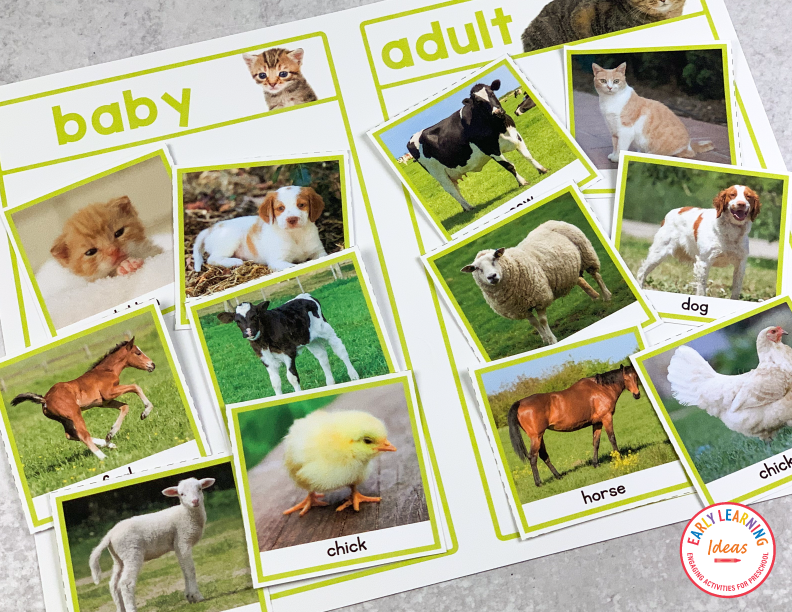 Everyday Science Sorting Activity Bundle – Early Learning Ideas