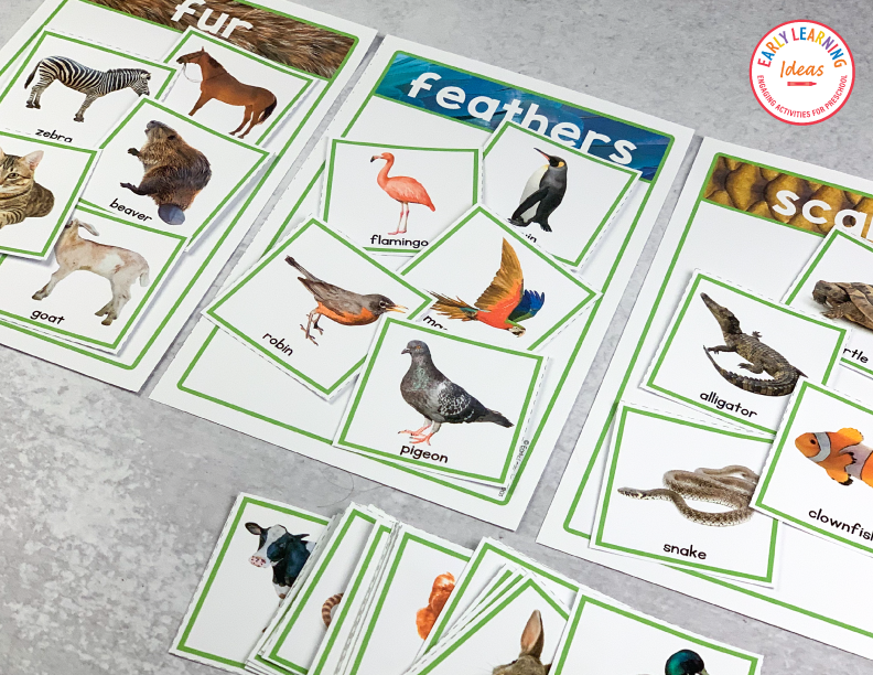 Everyday Science Sorting Activity Bundle – Early Learning Ideas