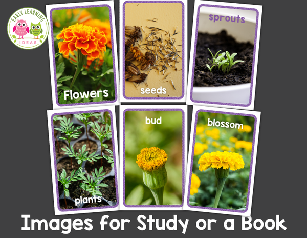 Flower Science Investigation Activities for Preschool – Early Learning ...