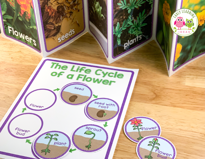 Flower Science Investigation Activities for Preschool – Early Learning ...