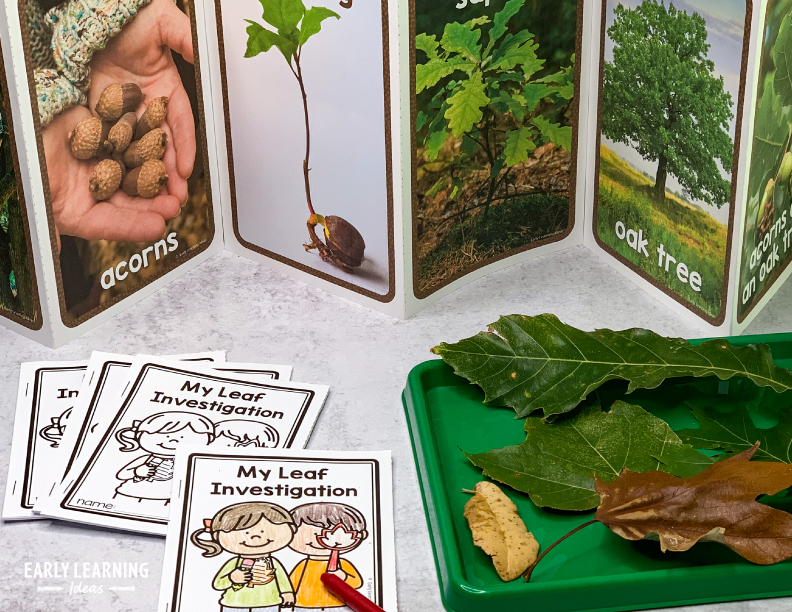 Leaf Investigation Activities – Early Learning Ideas