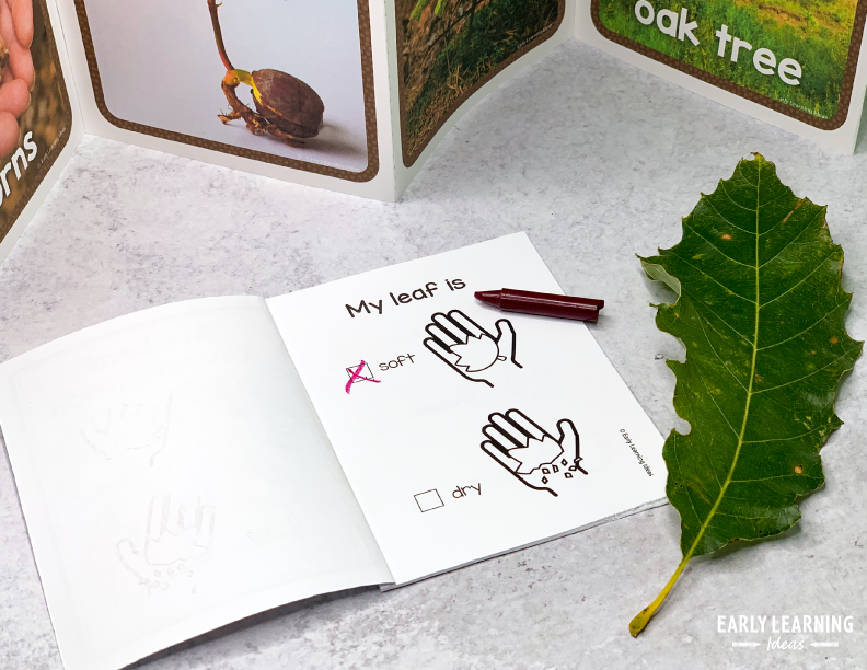 Leaf Investigation Activities – Early Learning Ideas