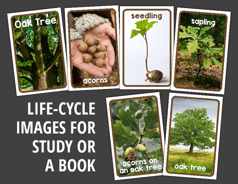 Leaf Investigation Activities – Early Learning Ideas