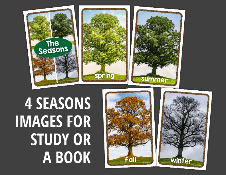 Leaf Investigation Activities – Early Learning Ideas