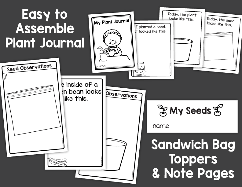 Plants & Seeds Science for Preschool & Pre-k | Green Bean Investigatio ...