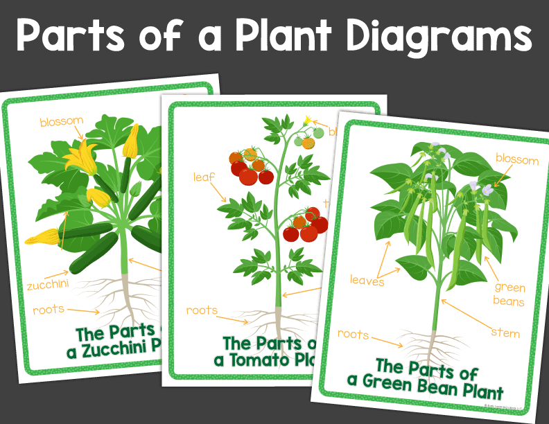 Plants & Seeds Science for Preschool & Pre-k | Green Bean Investigatio ...