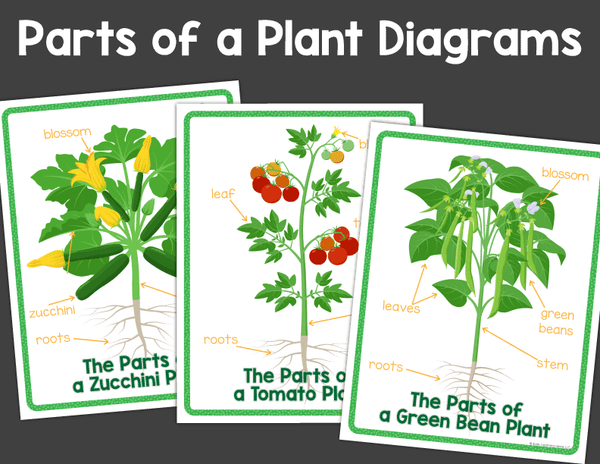 Plants & Seeds Science for Preschool & Pre-k | Green Bean Investigatio ...