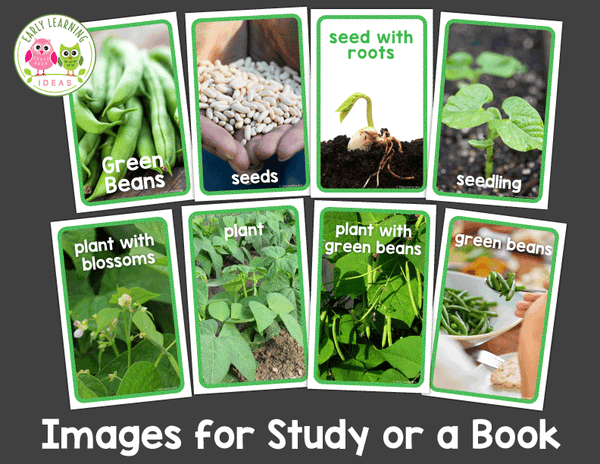 Plants & Seeds Science for Preschool & Pre-k | Green Bean Investigatio ...