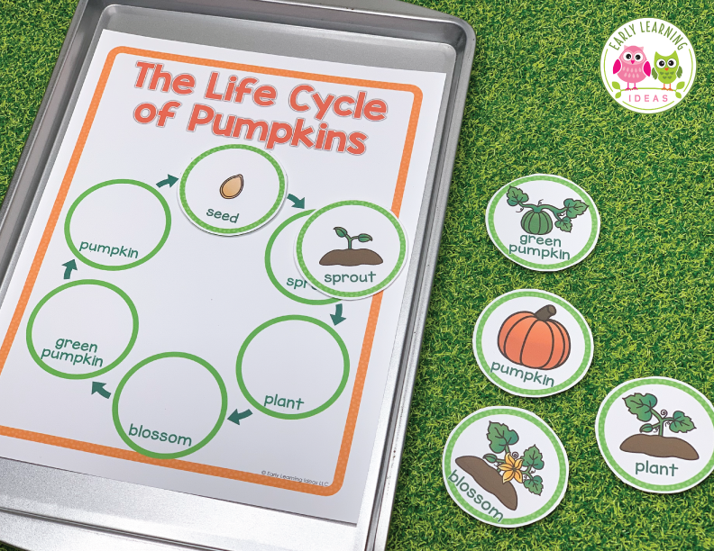 Pumpkin Science Investigation – Early Learning Ideas